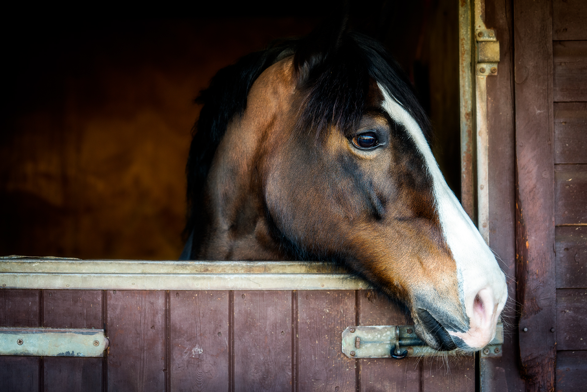 Horses - Laura Currie Photography